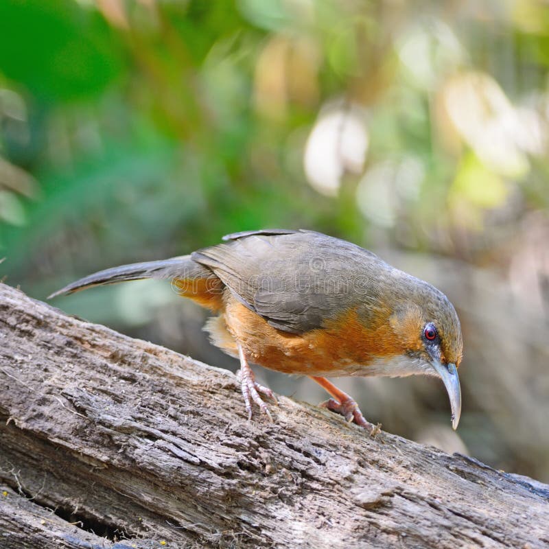 Rusty-cheeked Scimitar Babbler Bird Stock Photo - Image of erythrogenys ...