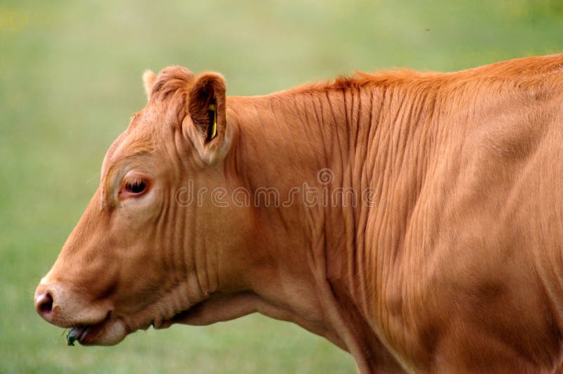 Rusty Cow stock image. Image of farm, milking, cows, cattle - 847845