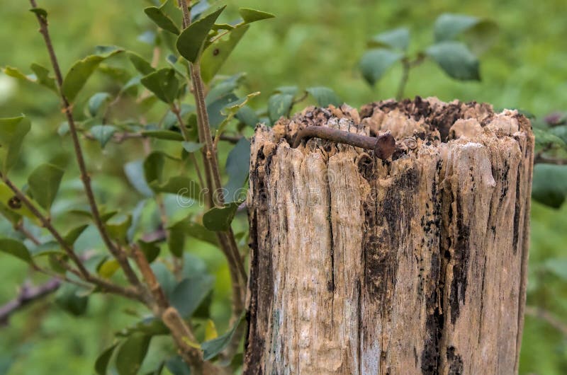 Rusty crooked nail stock photo. Image of metal, danger - 369515866