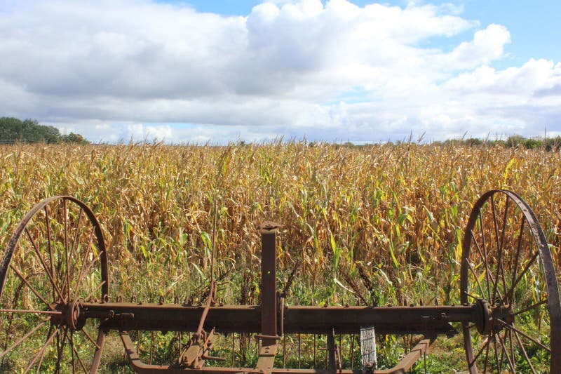 A Rusty Farm Implement on Wheels in Front of a Field of Ripe Corn with ...
