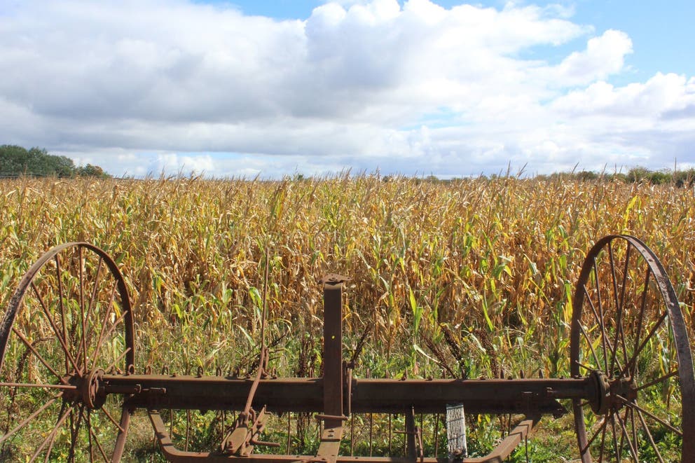 A Rusty Farm Implement on Wheels in Front of a Field of Ripe Corn with ...
