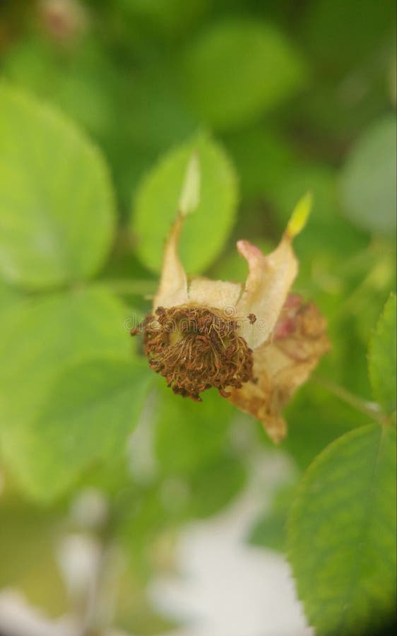 Rusty flower stock photo. Image of flower, google, rusty - 146167210