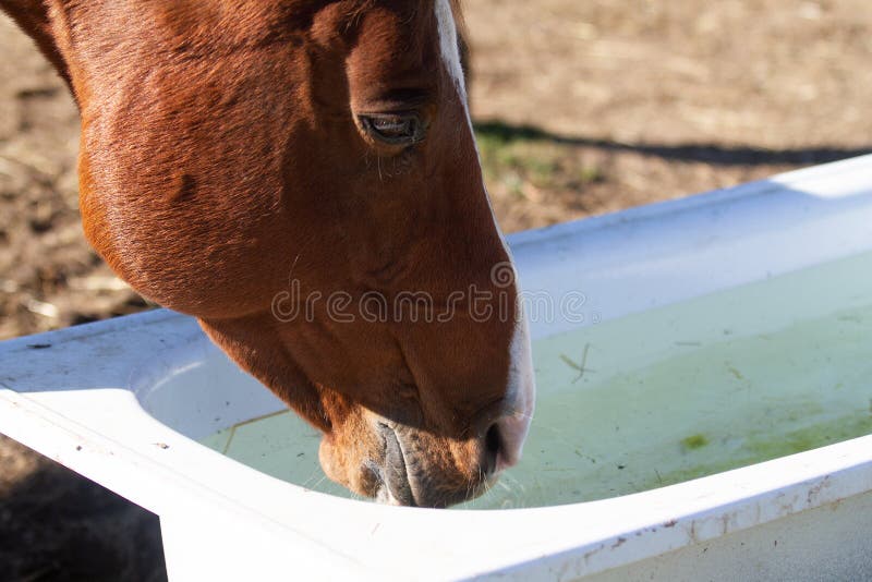 Rusty Gelding Drinks Water from a Bathtub in Its Winter Paddock ...