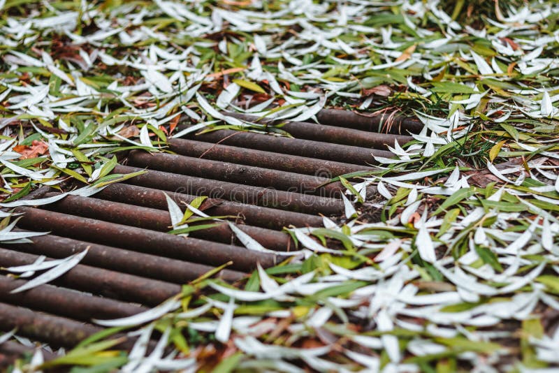 Rusty Grate of Sewer Pit among Fallen Leaves of Willow in Autumn Stock ...
