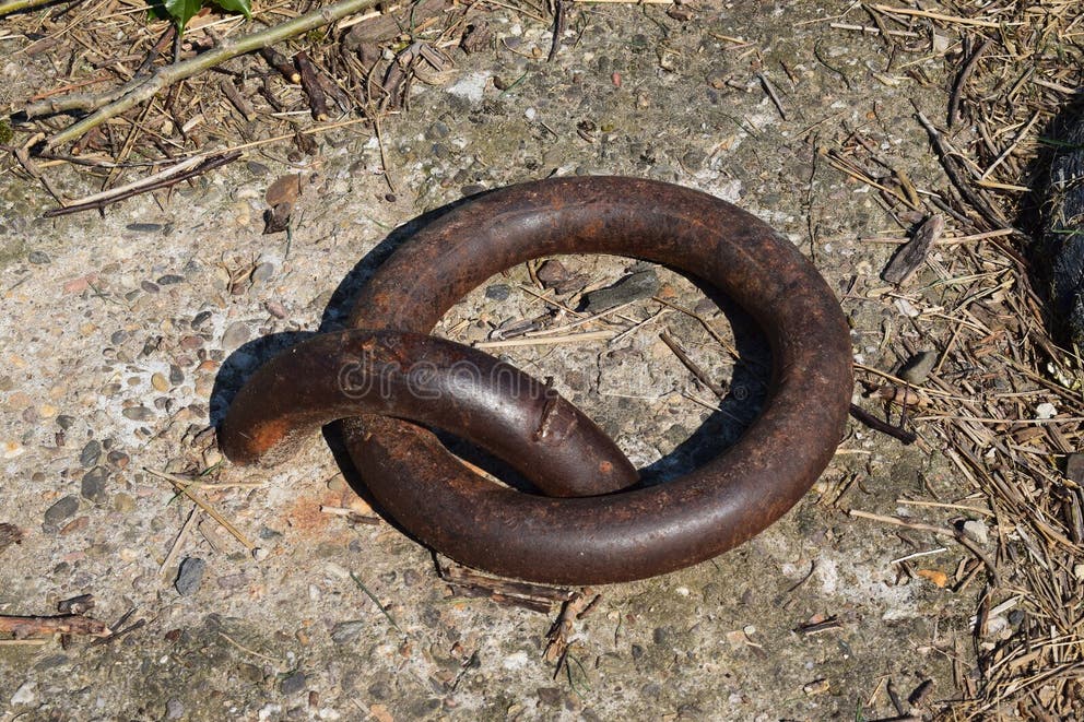 Rusty iron ring stock photo. Image of metal, reptile - 356663420