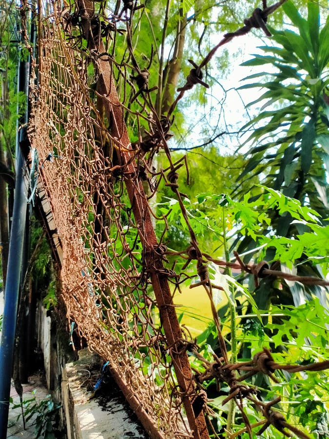 Rusty iron wire stock image. Image of tree, shrub, branch - 264241705