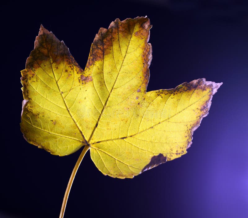 Rusty leaf stock photo. Image of leaf, photosynthesis - 23216200