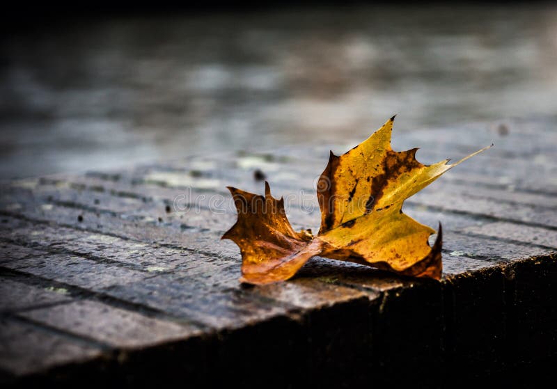 Rusty leaf stock photo. Image of single, gold, finish - 37613174