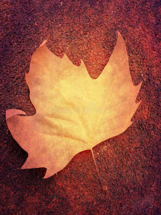 Rusty leaf stock photo. Image of leaf, background, design - 78145650