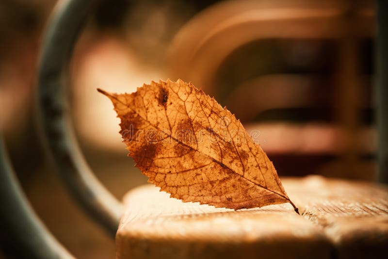 Rusty leaf stock photo. Image of leafs, beautiful, october - 34082500