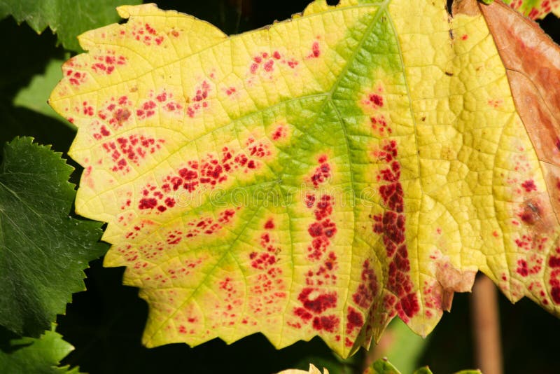 Rusty Leaf stock photo. Image of veins, plant, nature - 62872034