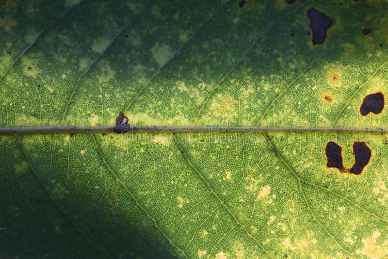 Rusty Leaf Texture Background Stock Image - Image of abstract, line ...
