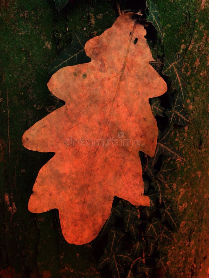 Rusty leaf stock photo. Image of leaf, background, design - 78145650