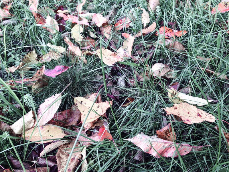 Rusty leaves stock image. Image of rusty, leaves, pastel - 60888073