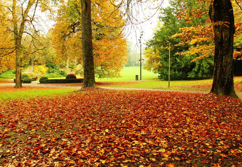 Rusty leaves of autumn stock image. Image of road, covered - 46300891