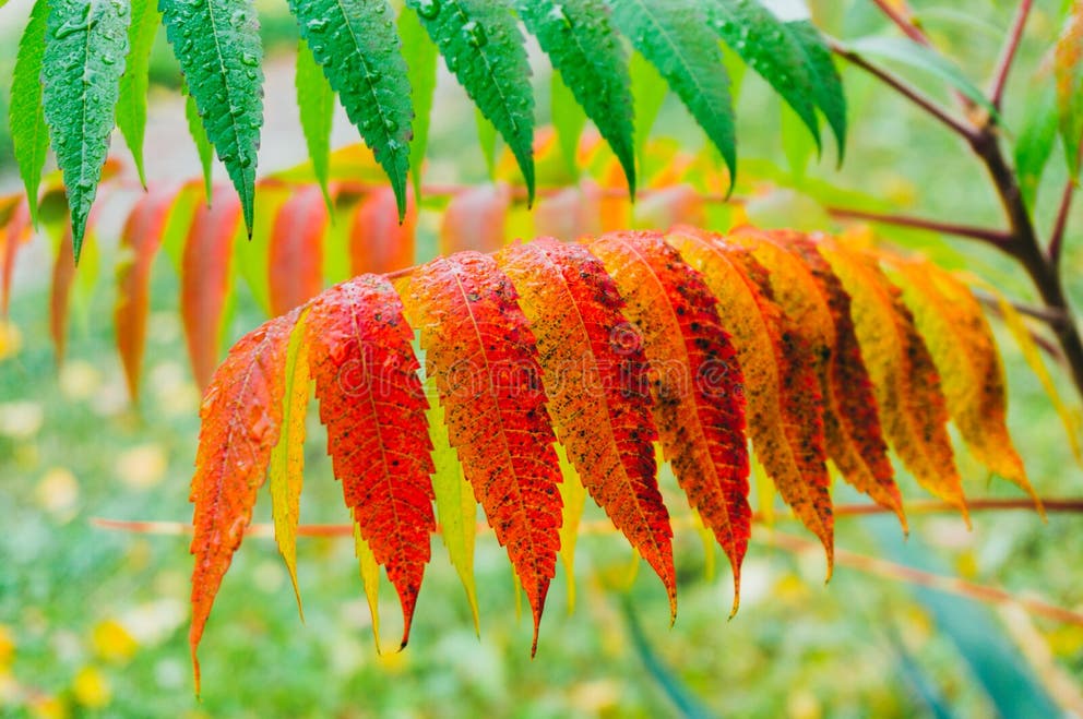 Rusty leaves stock photo. Image of decaying, drops, nature - 45951546