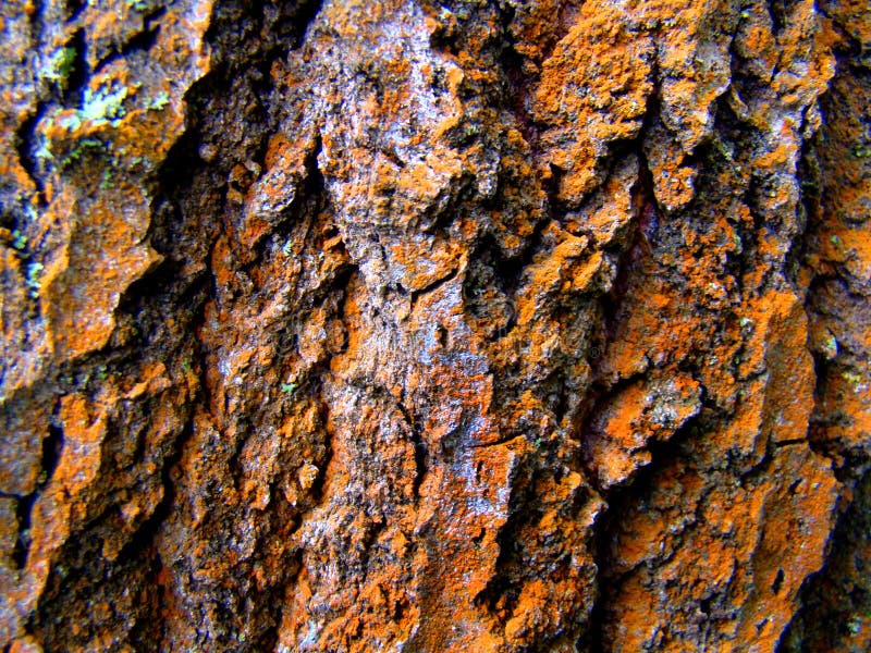 Rusty Lichen on the Bark of the Old Tree. Stock Photo - Image of wood ...