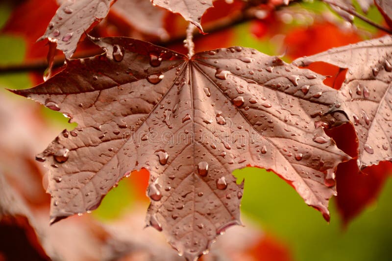 Rusty Maple stock photo. Image of colored, rain, droplets - 69533610