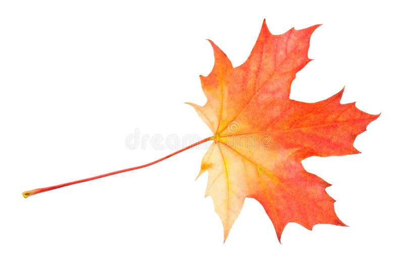 Fallen maple leaf isolated stock image. Image of rust - 8692023