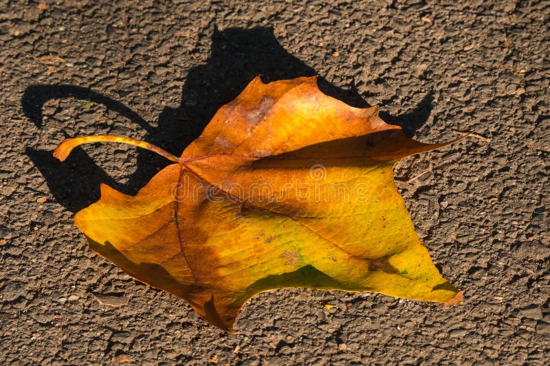 Rusty Maple Leaf Fallen on the Pavement at Sunrise Stock Photo - Image ...