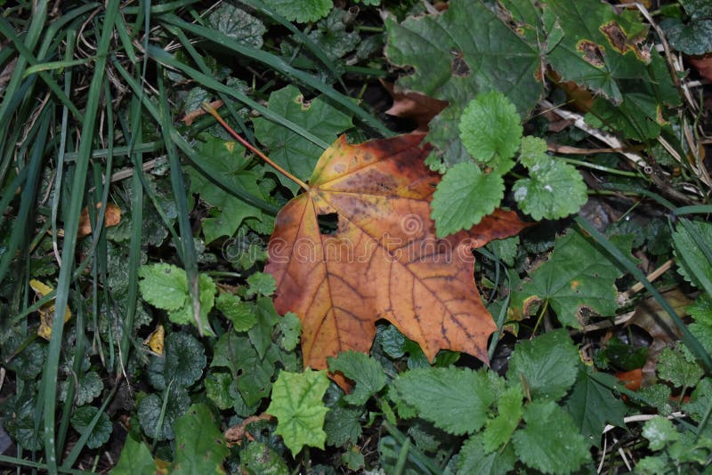 Rusty Maple Leaf on Green Grass Stock Image - Image of dark, green ...
