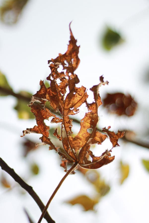 Rusty Maple Leaf of Orange Color in the Spring Season Stock Image ...