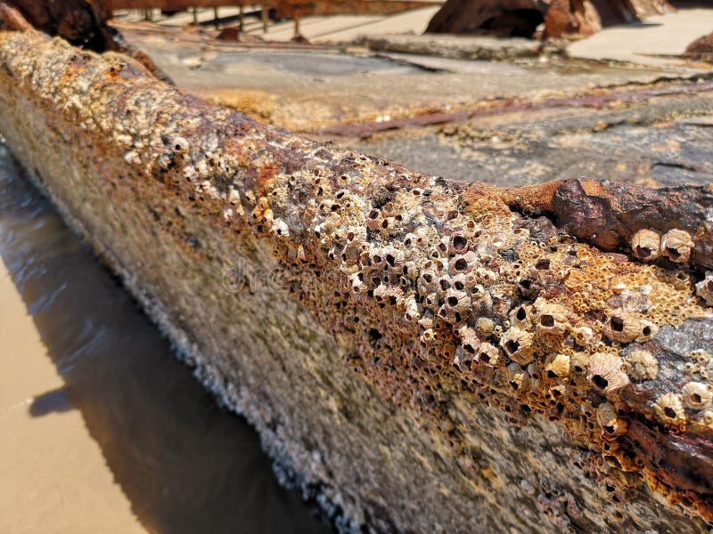 Rusty Metal with Barnacles Close-Up Stock Photo - Image of weathered ...