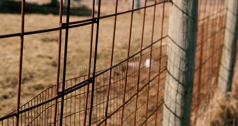 Rusty Metal Fence Mounted with Wooden Posts Stock Video - Video of ...