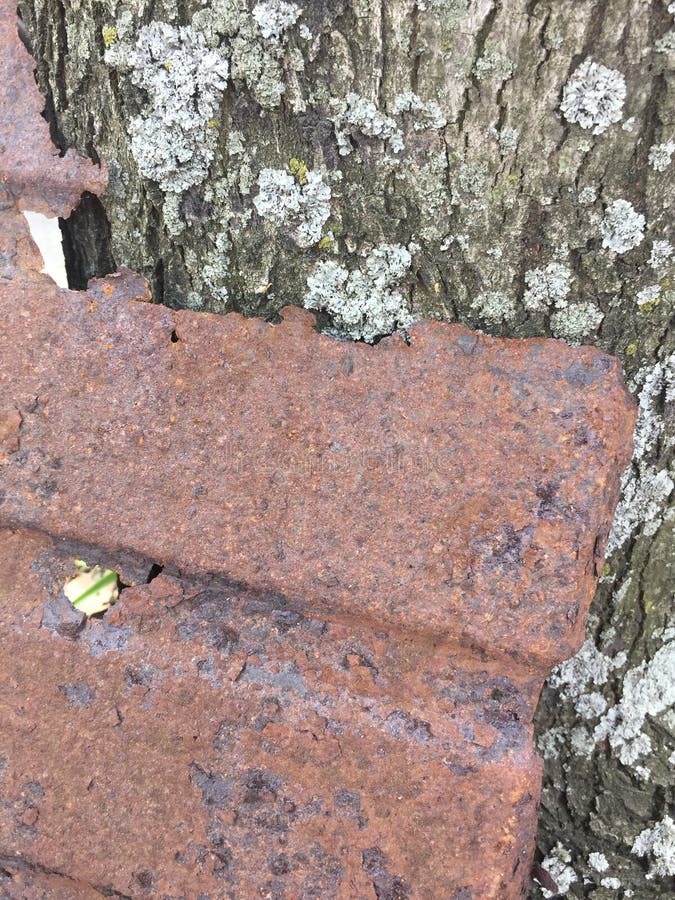 Rusty Metal Object Against Tree Bark Moss Nature Texture Background ...