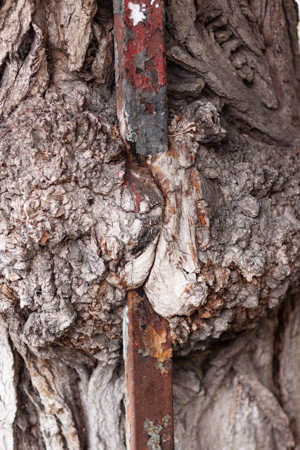 A Rusty Metal Rod Over Which a Tree Had Sprouted Stock Image - Image of ...