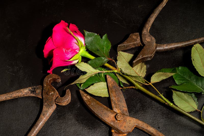 Rusty Metal Scissors and Red Rose on a Black Background Stock Photo ...