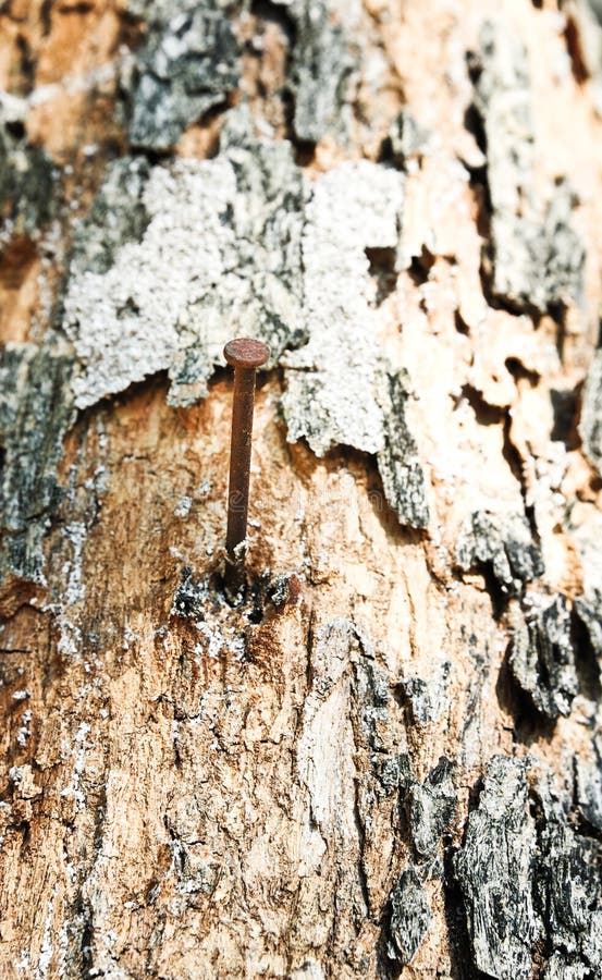 Rusty nail stock image. Image of carpenter, assured, solid - 27353077