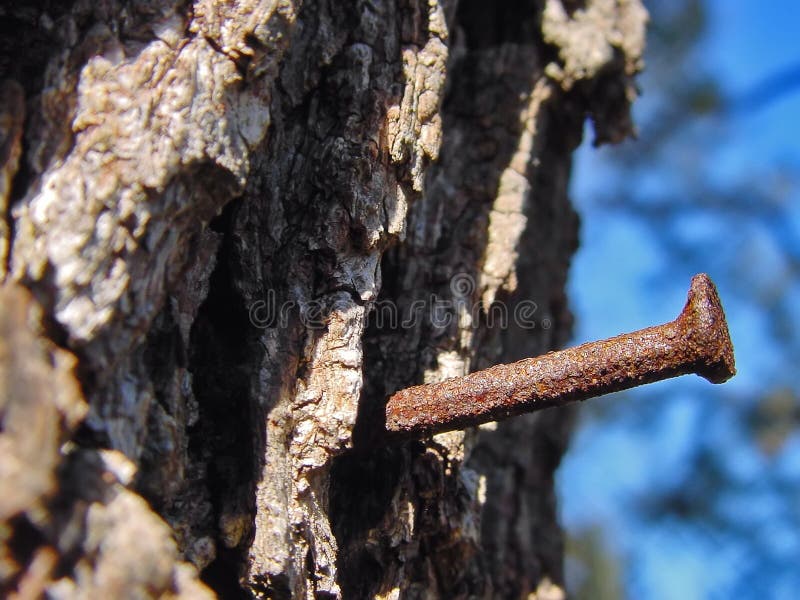 Rusty Nail in Tree stock image. Image of solid, carpenter - 86631