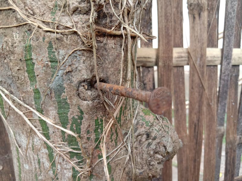 Rusty Nails Stuck into the Tree Trunk Stock Photo - Image of bark, nail ...