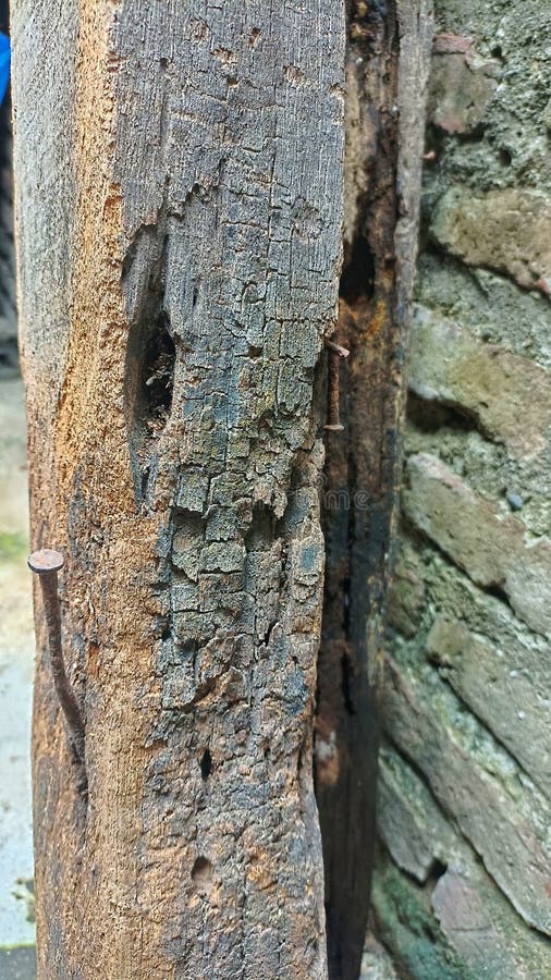 Rusty Nails Stuck into Wood that Had Long Been Eroded by Sun and Rain ...