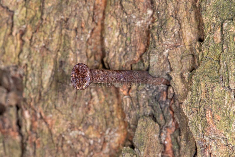 Rusty nails in the tree stock photo. Image of outdoors - 175618708