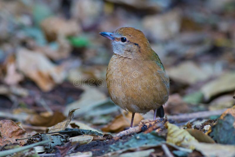 Rusty-naped Pitta in Thailand National Prk Stock Image - Image of ...