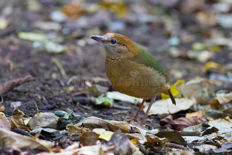 Rusty-naped Pitta in Thailand National Prk Stock Photo - Image of bird ...