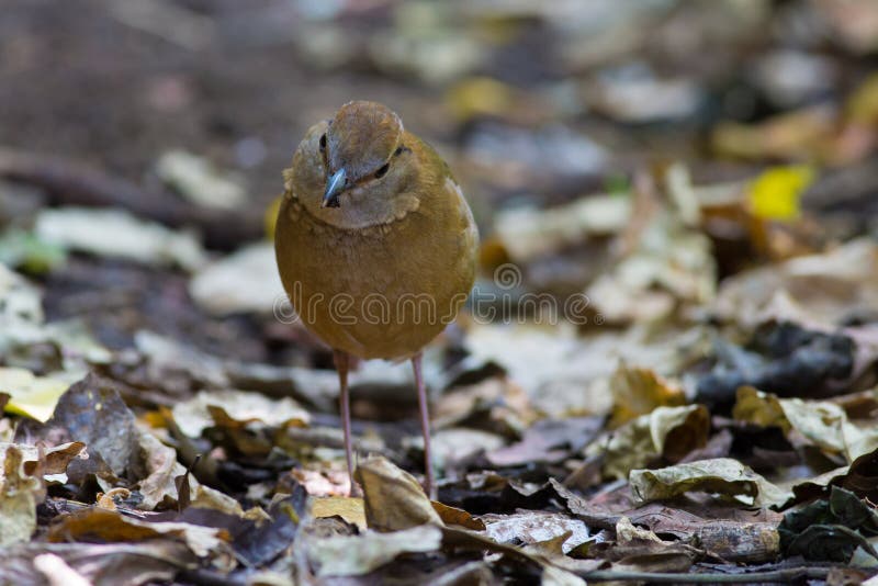 Rusty-naped Pitta in Thailand National Prk Stock Photo - Image of ...