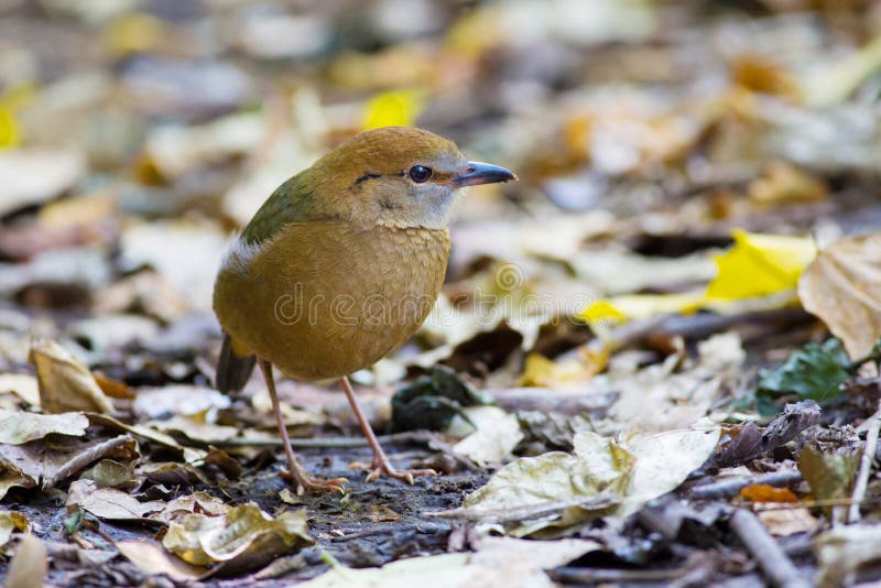 Rusty-naped Pitta in Thailand National Prk Stock Photo - Image of ...