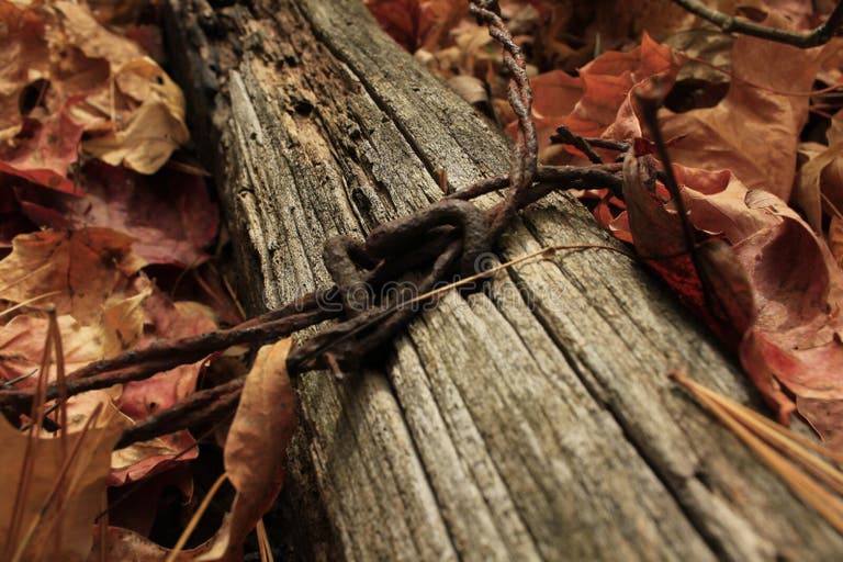 Rusty Old Barbed Wire on a Fallen Fencepost Stock Photo - Image of ...