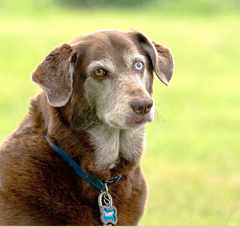 Rusty stock photo. Image of rusty, dogs, pets, sunny - 43945476