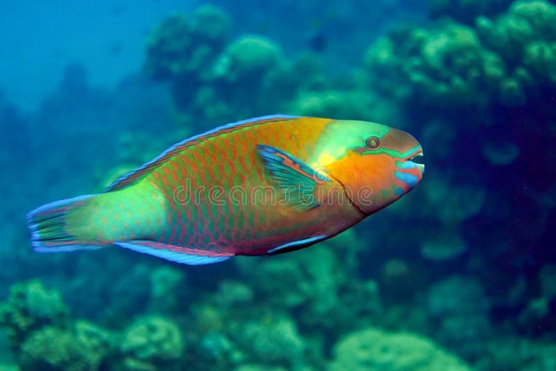 Parrot Fish Scarus Frenatus in Red Sea - Eatin Coral,close Up Stock ...