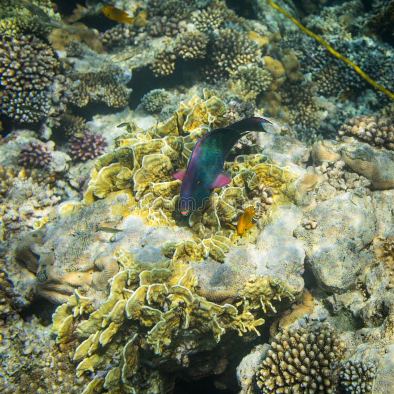 Rusty Parrotfish stock photo. Image of swim, dive, perciformes - 36622410