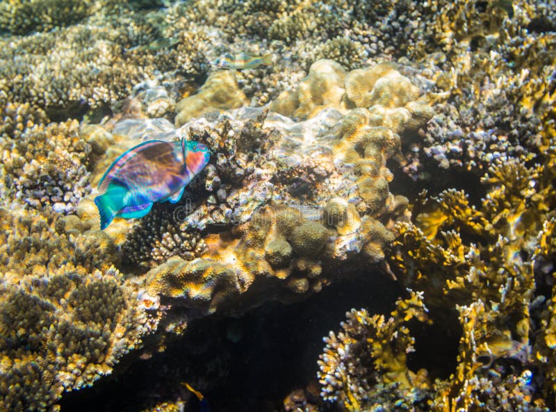 Rusty Parrotfish stock image. Image of rope, animalia - 36622575