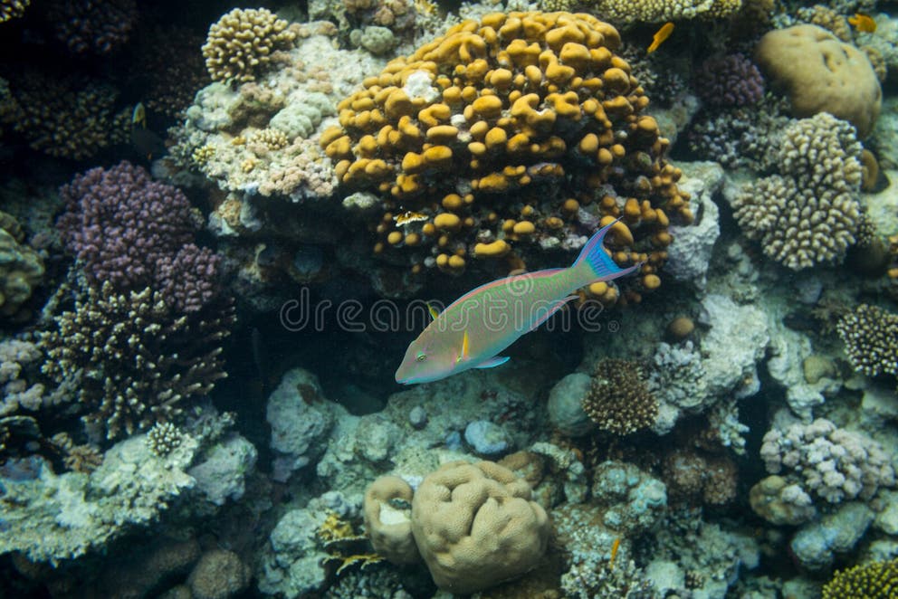 Rusty Parrotfish stock photo. Image of actinopterygii - 36622586