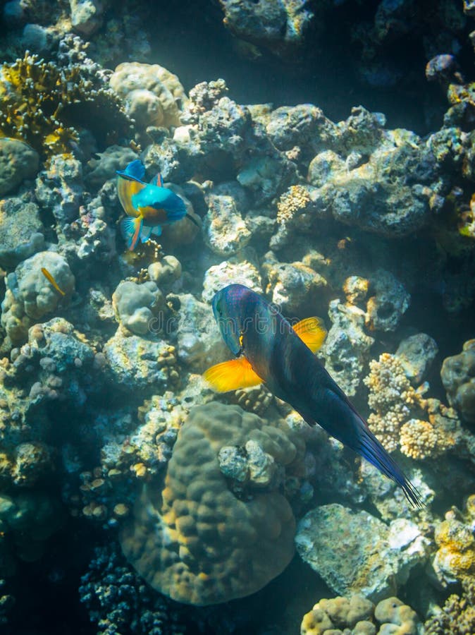 Rusty Parrotfish stock photo. Image of ocean, underwater - 36631746