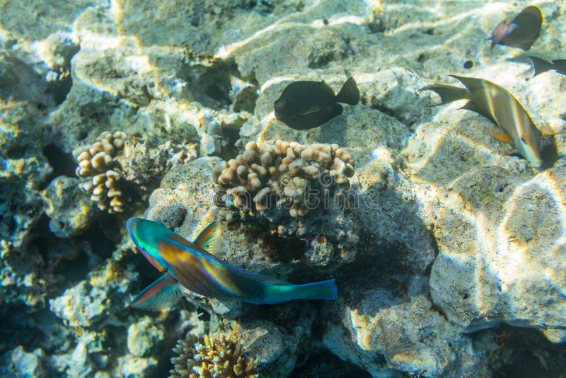 Rusty Parrotfish stock photo. Image of bottom, rope, sharm - 36631748