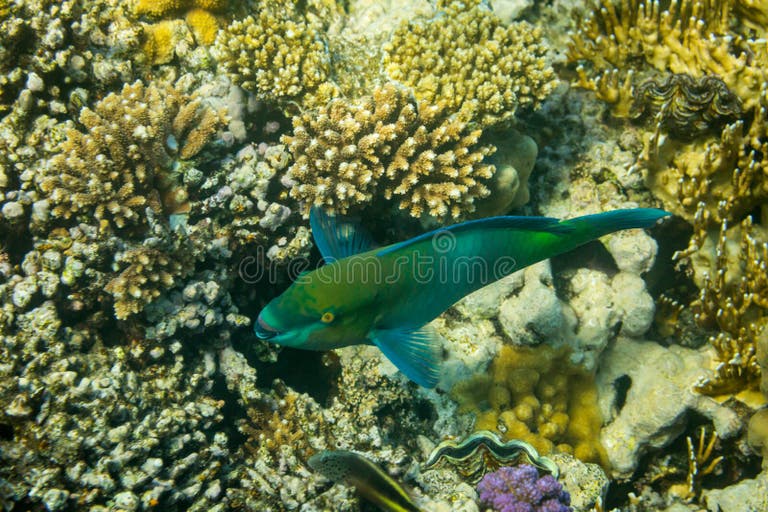 Rusty Parrotfish stock image. Image of bright, sharm - 36631761