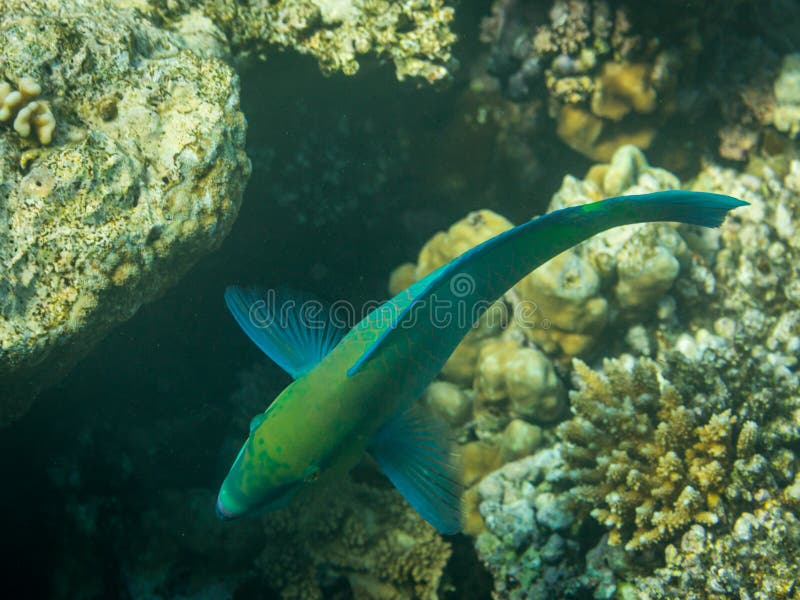 Rusty Parrotfish stock photo. Image of animalia, water - 36631766